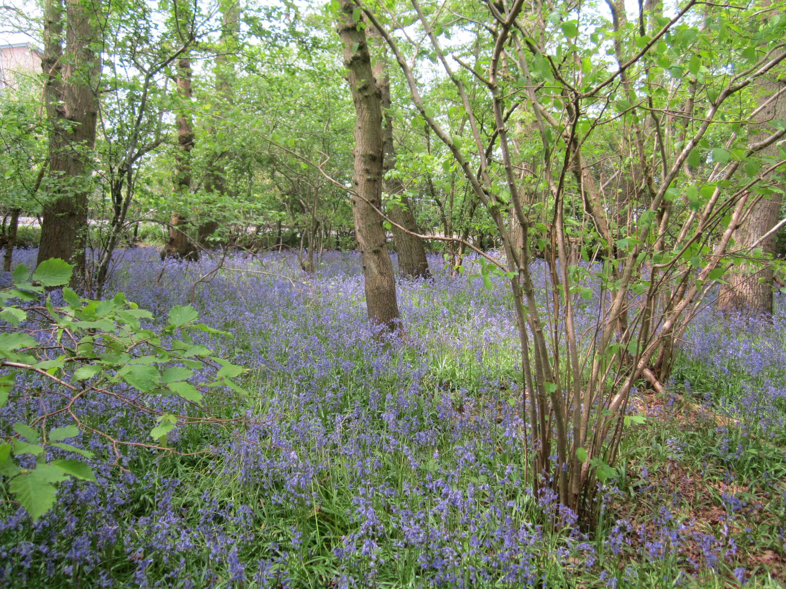 Hagbourne Copse West Swindon - Born Again Swindonian