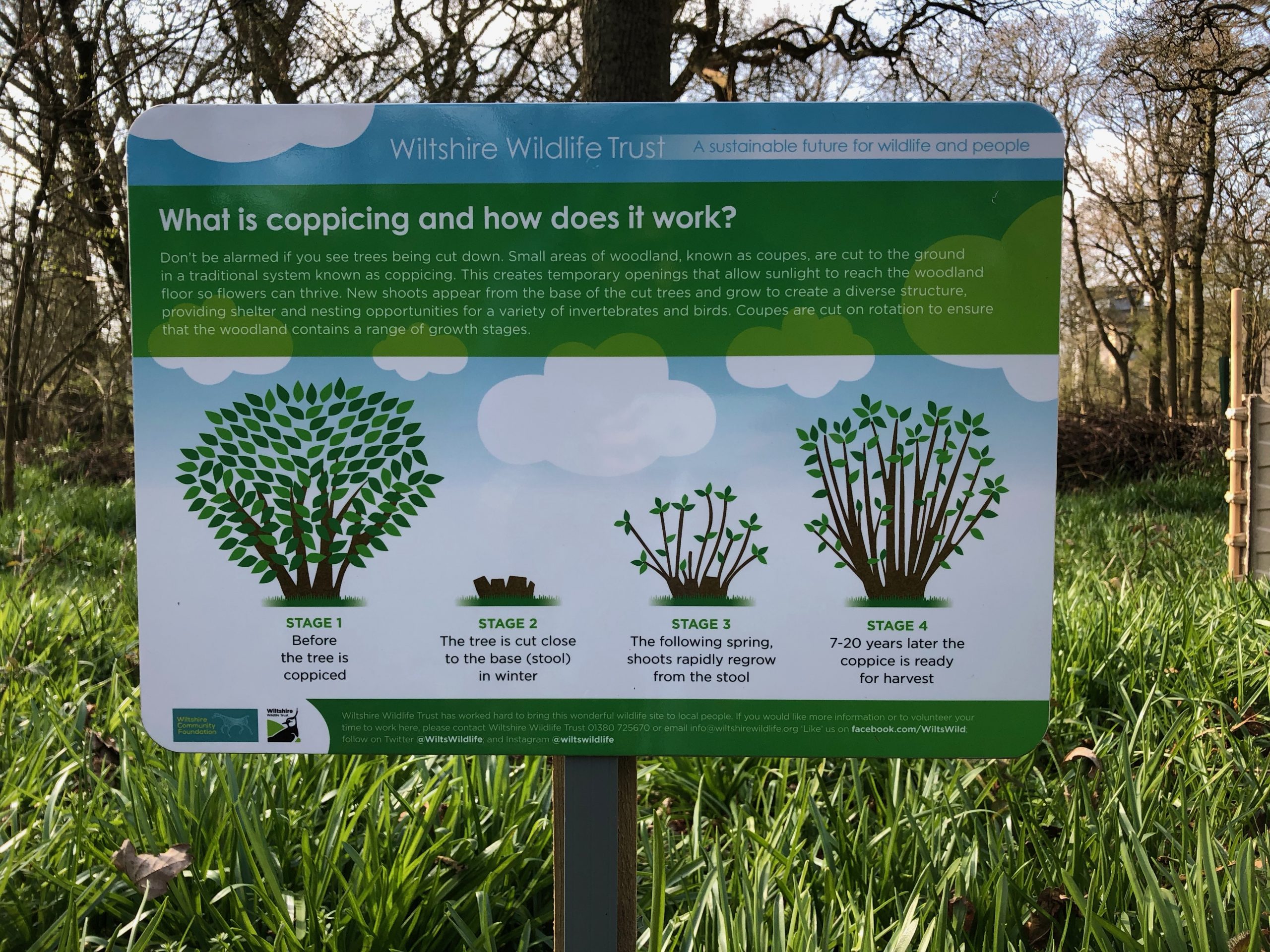 Hagbourne Copse West Swindon - Born Again Swindonian